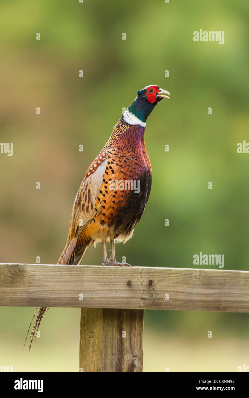 Male Pheasant sat on a fence post calling Stock Photo - Alamy