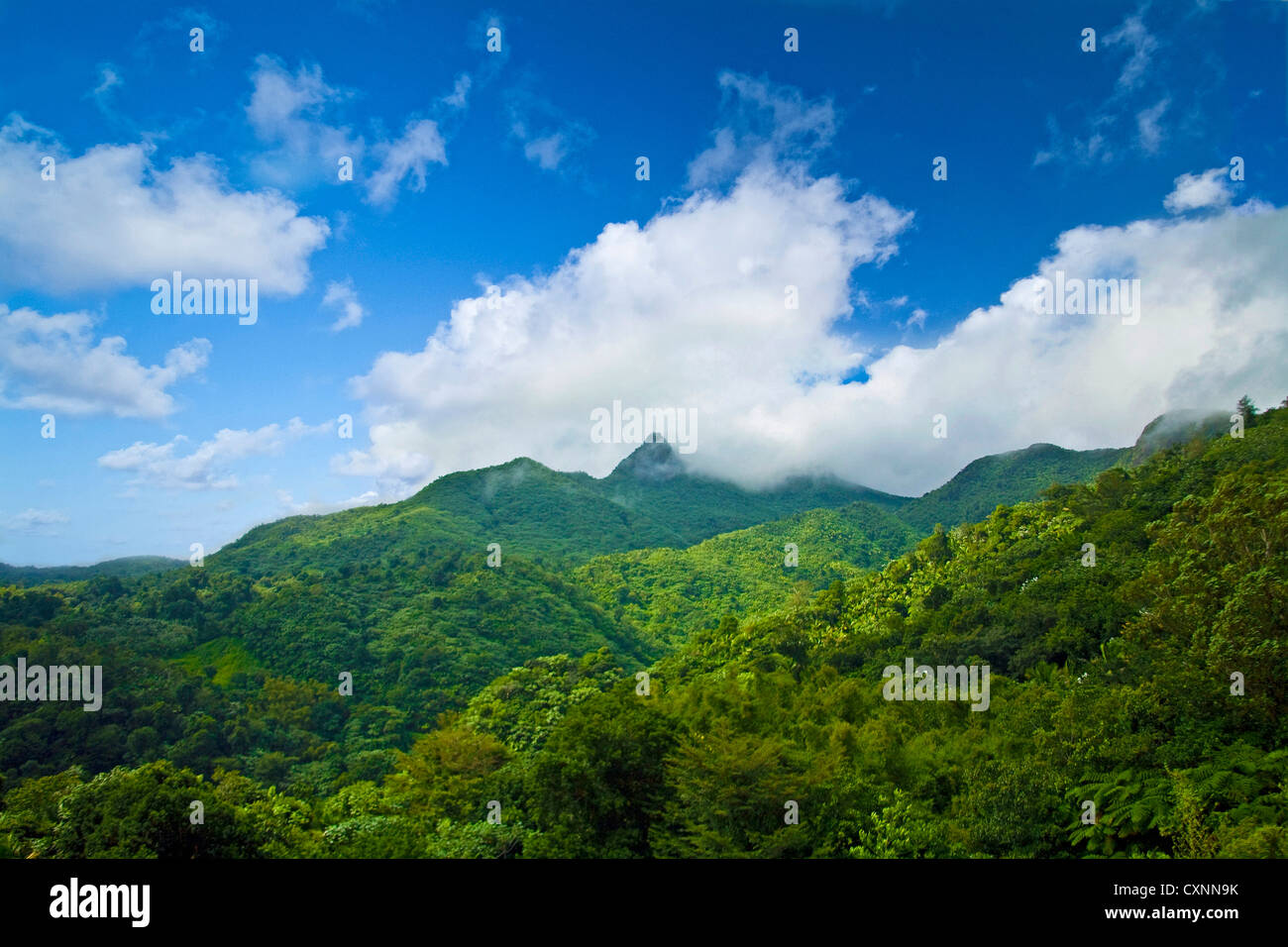National tree of puerto rico hi-res stock photography and images - Alamy