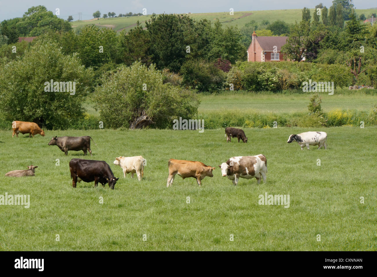 cattle in field farmland countryside Stock Photo - Alamy