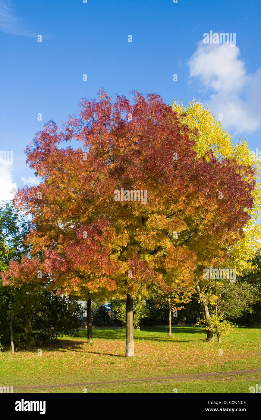 Copper Autumn tree in park against brilliant blue sky Stock Photo - Alamy