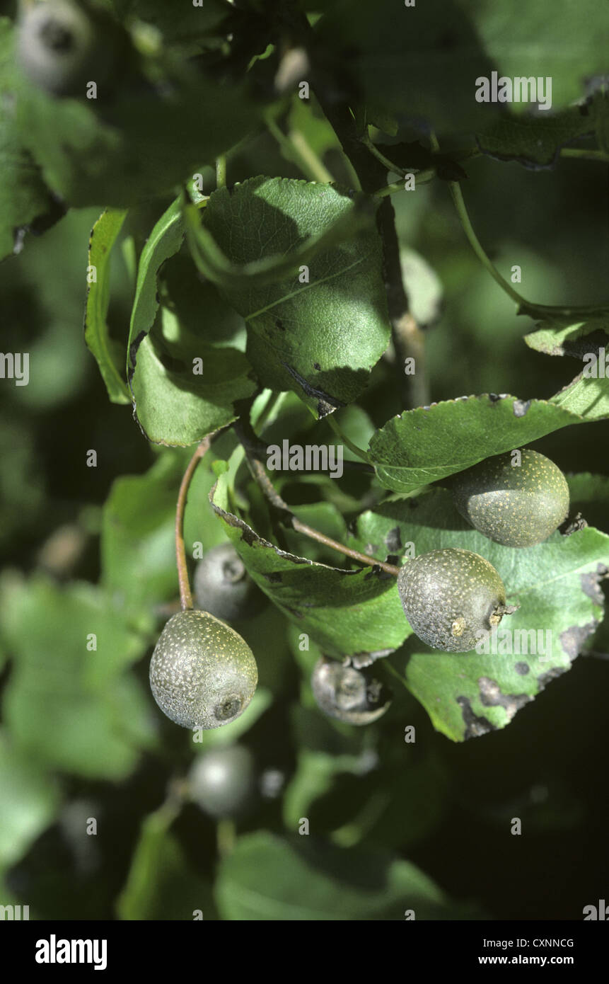 Plymouth Pear Pyrus cordata (Rosaceae Stock Photo - Alamy