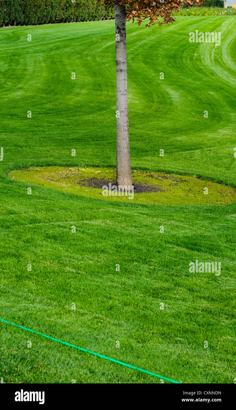 Tree trunk with green grass background. Closeup Stock Photo - Alamy