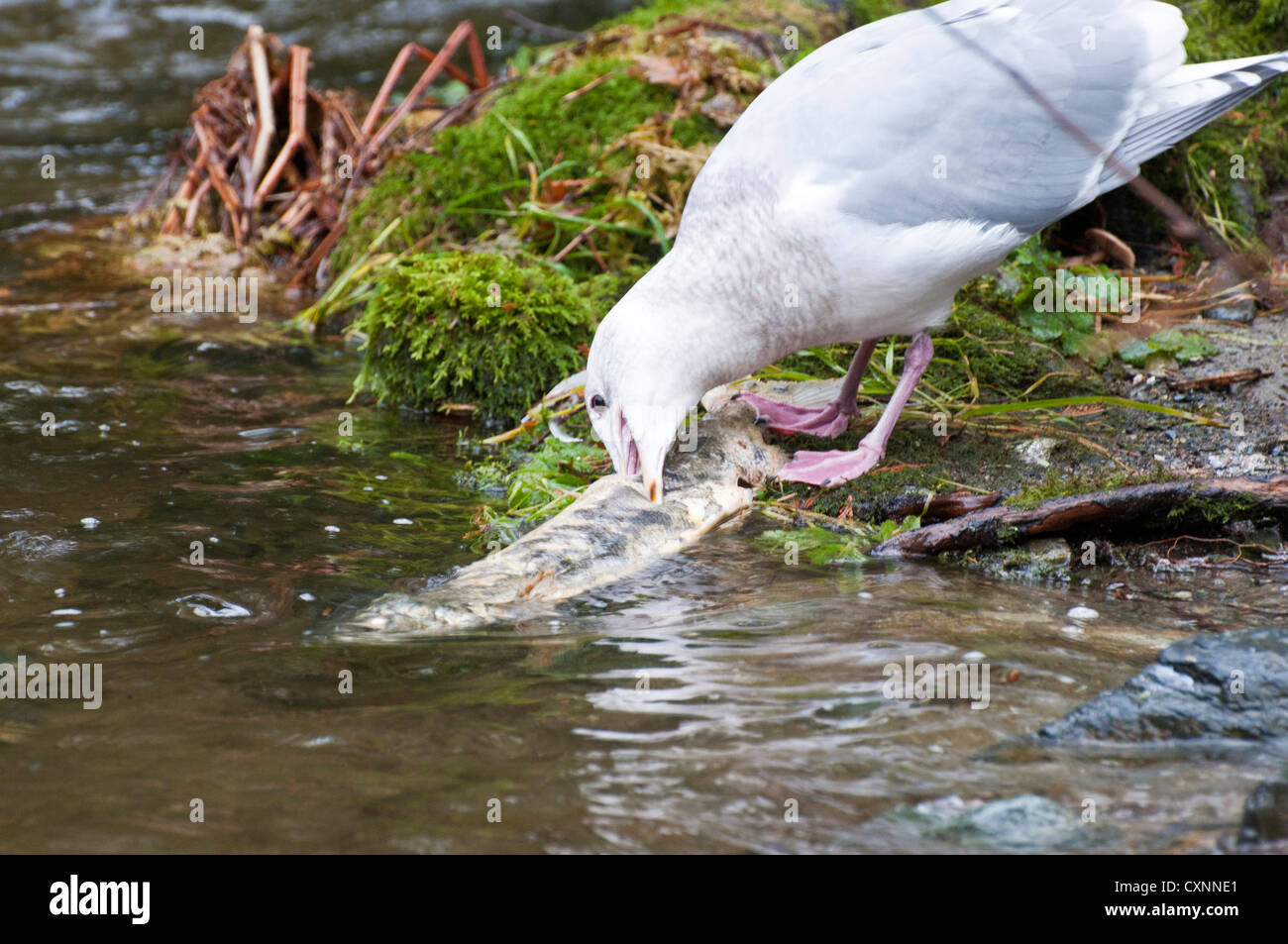 CA, Vancouver Island, Victoria, B. C. Goldstream Provincial Park ...