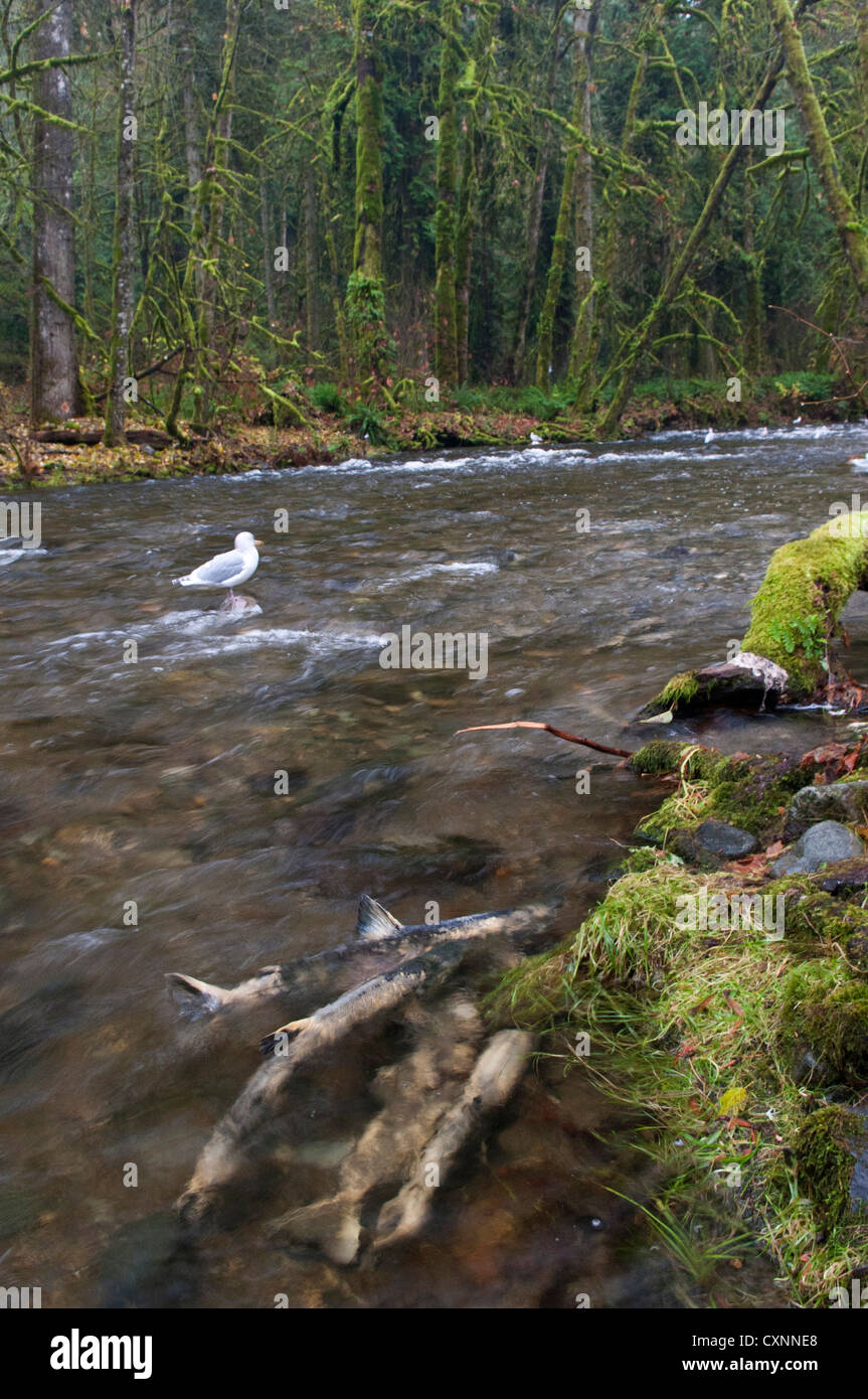 CA, Vancouver Island, Victoria, B. C. Goldstream Provincial Park ...
