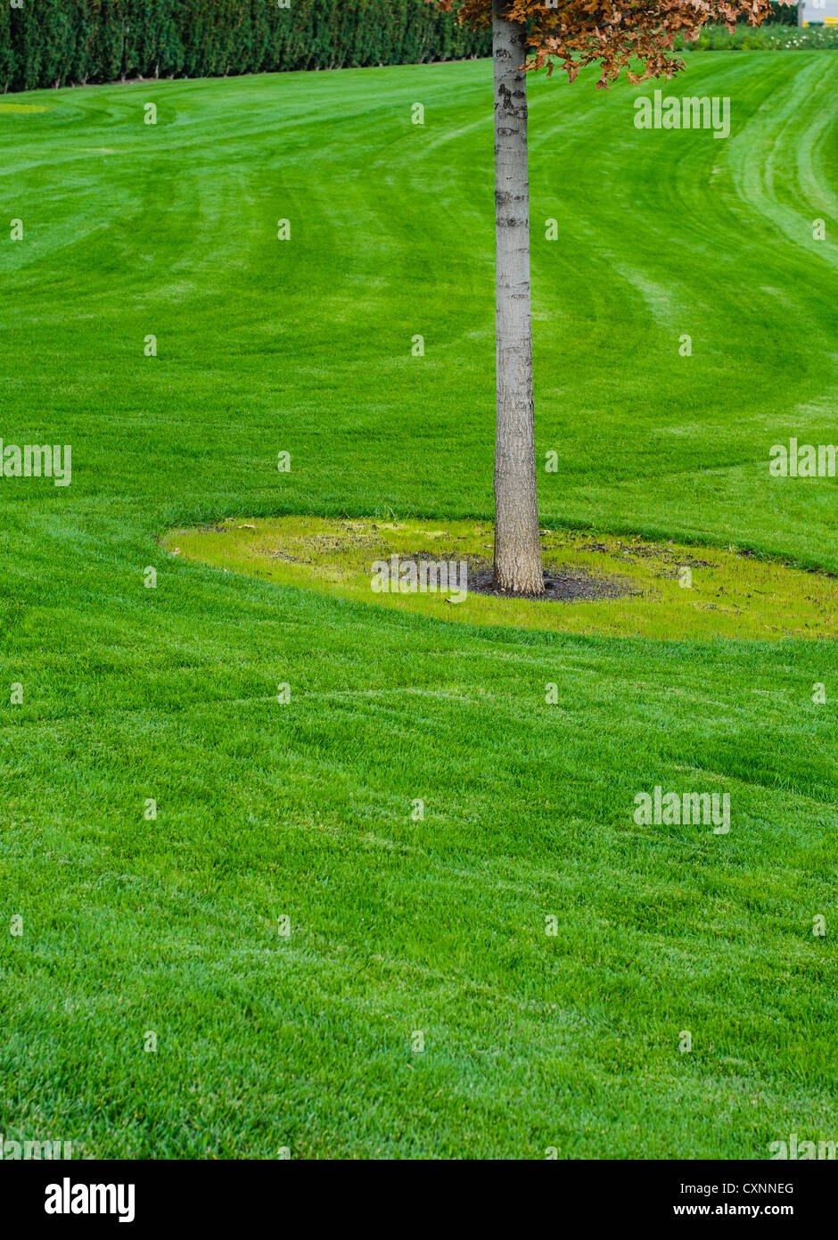Tree trunk with green grass background. Closeup Stock Photo - Alamy
