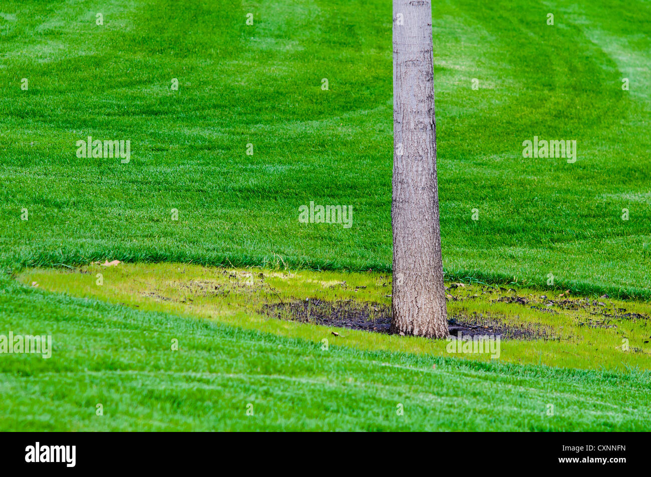 Tree trunk with green grass background. Closeup Stock Photo - Alamy
