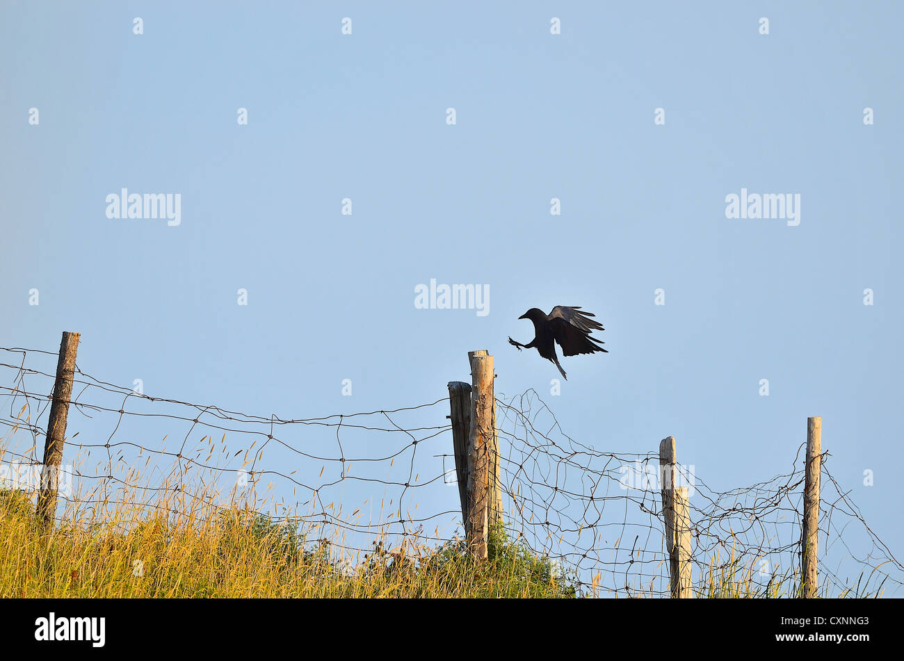 Crow landing hi-res stock photography and images - Alamy