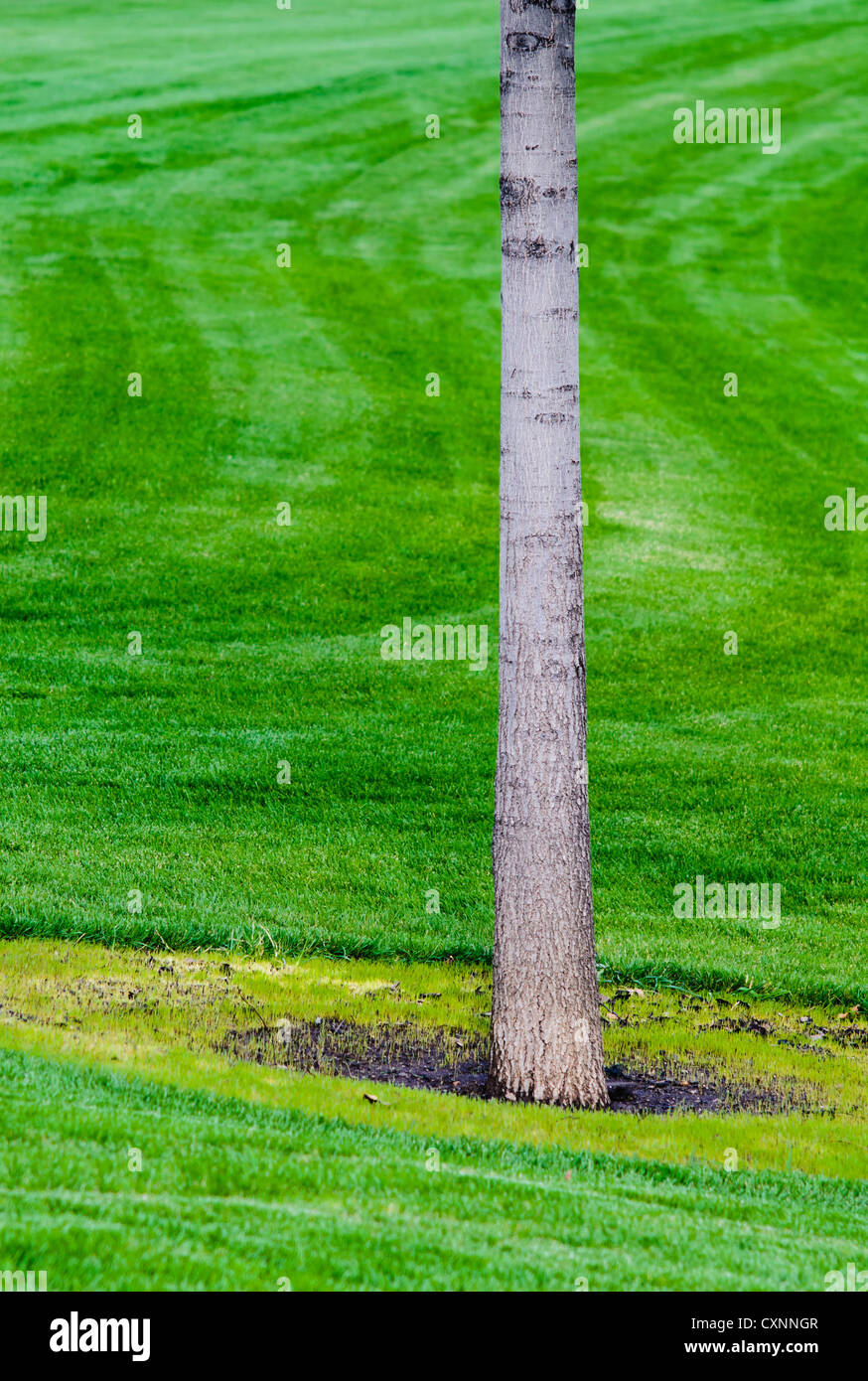 Tree trunk with green grass background. Closeup Stock Photo - Alamy