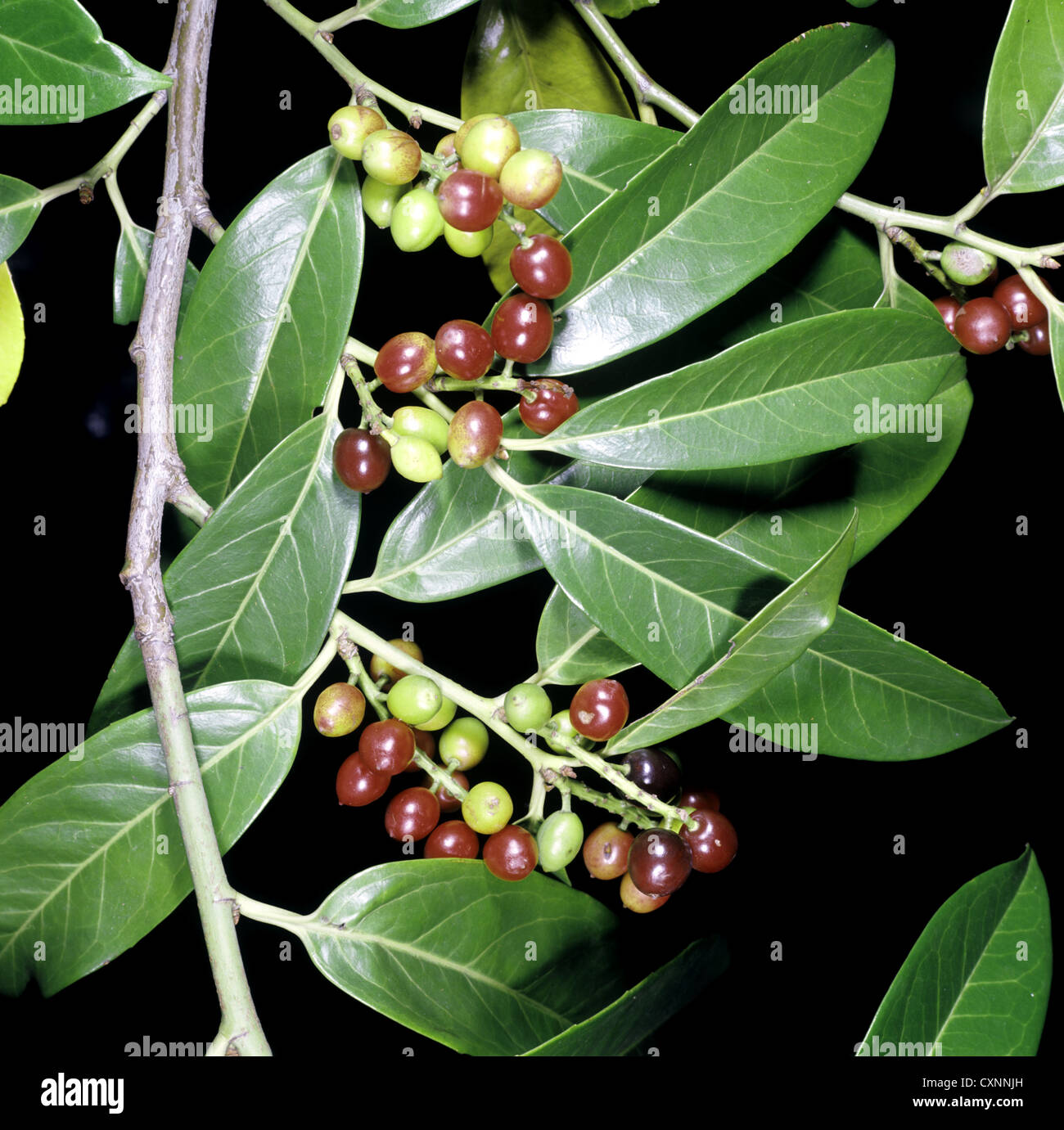 Cherry Laurel Prunus laurocerasus Rosaceae Stock Photo - Alamy