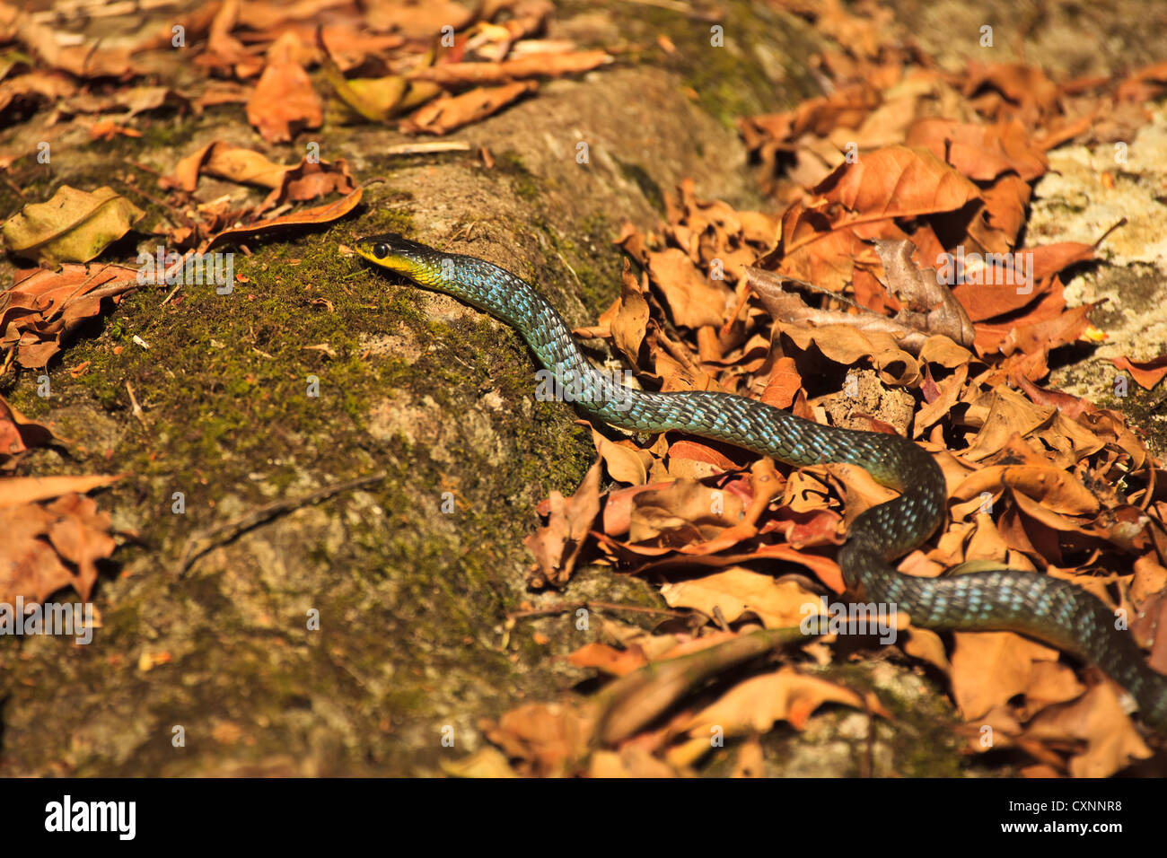 Colorful green tree snake, Dendrelaphis punctulatus slithering across ...