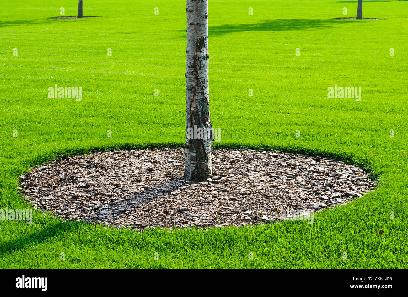 Tree trunk with green grass background. Closeup Stock Photo - Alamy