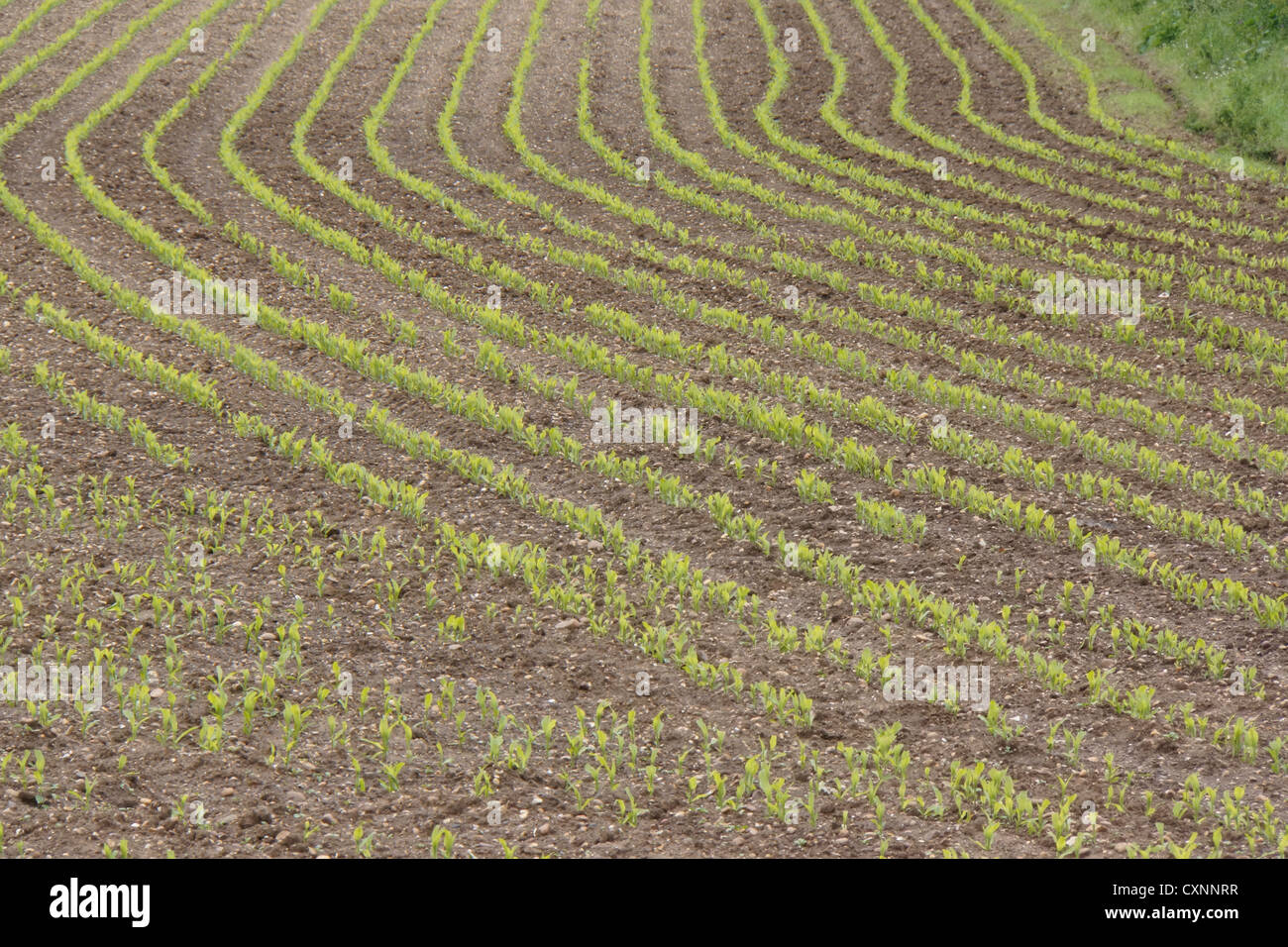 Crops on farmland in the countryside in a rural setting Stock Photo - Alamy