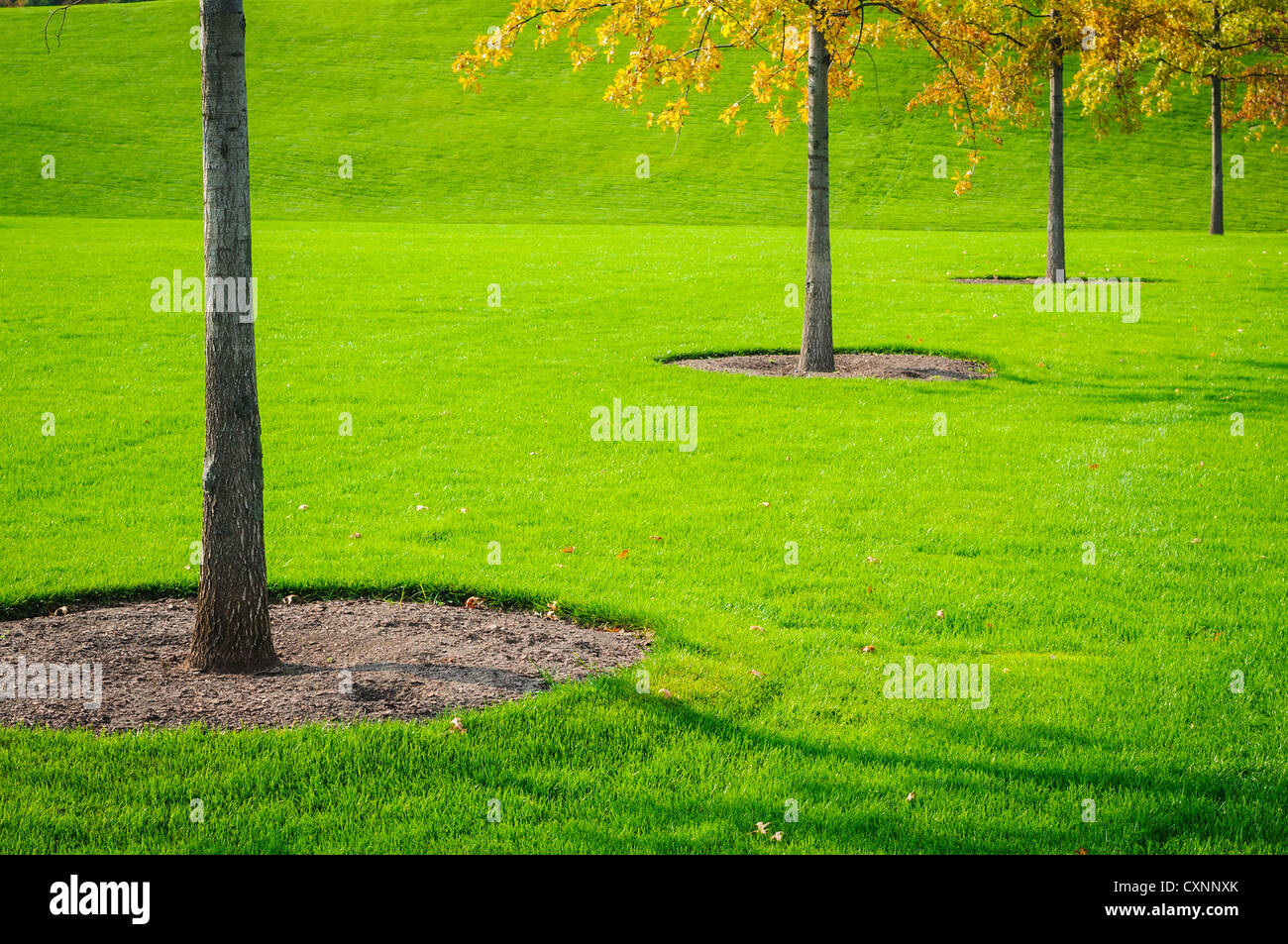Trees trunk with green grass background. Closeup Stock Photo - Alamy