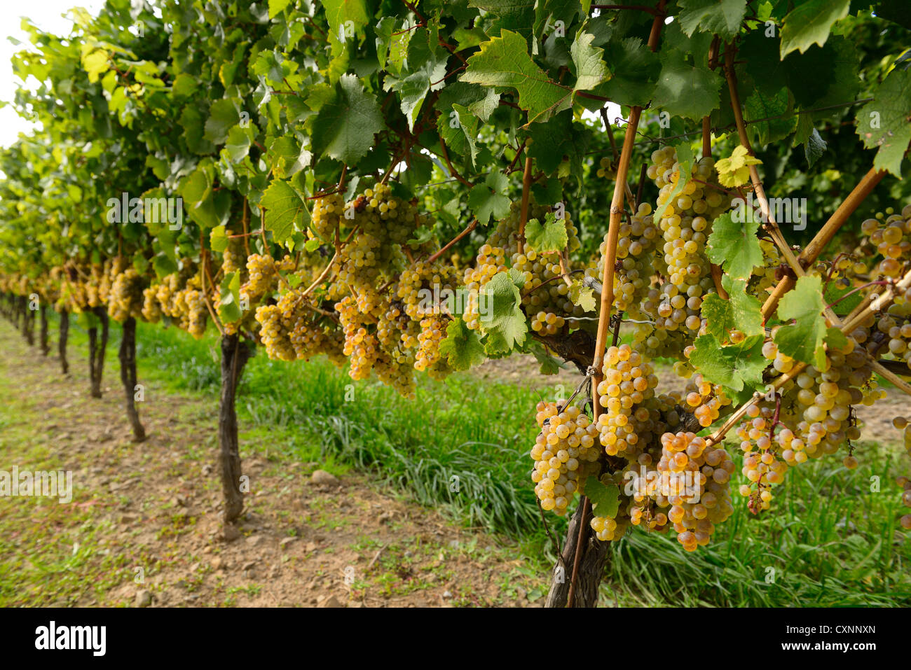 Riesling grapes hi-res stock photography and images - Alamy