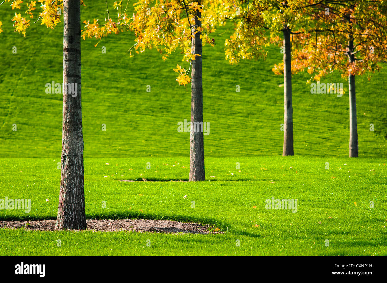 Trees trunk with green grass background. Closeup Stock Photo - Alamy
