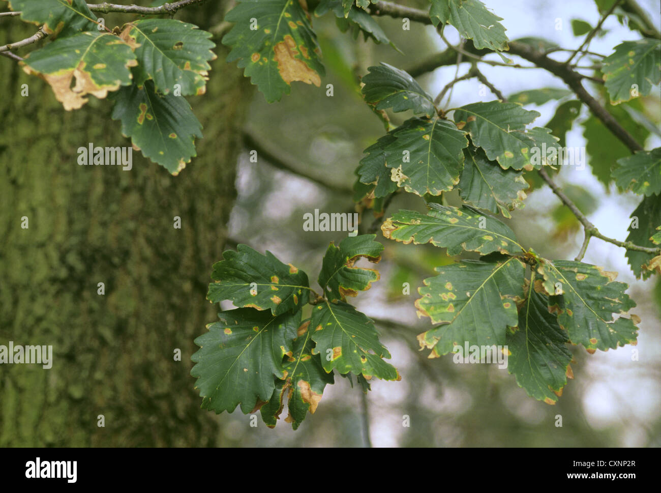 Mirbeck’s Oak Quercus canariensis (Fagaceae Stock Photo - Alamy