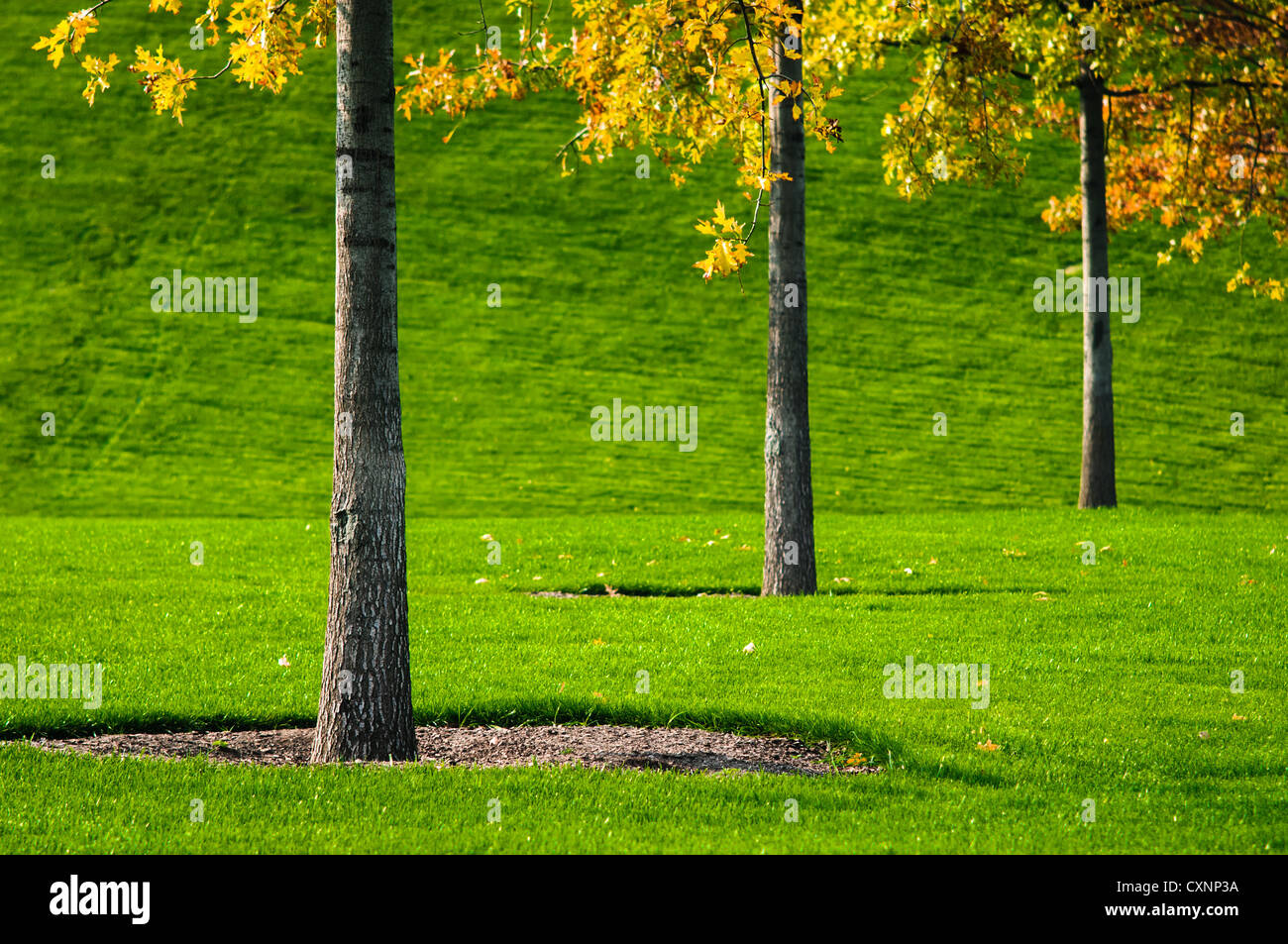 Trees trunk with green grass background. Closeup Stock Photo - Alamy