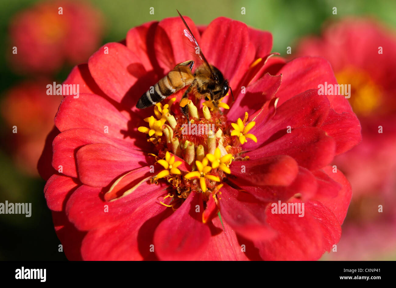 Monsoon climate bee on flower hi-res stock photography and images - Alamy