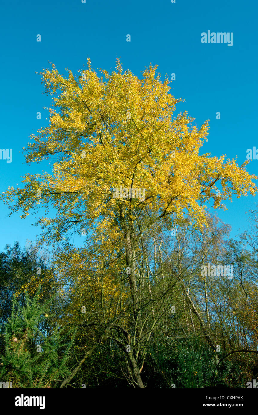 Aspen Populus tremulus Salicaceae Stock Photo - Alamy