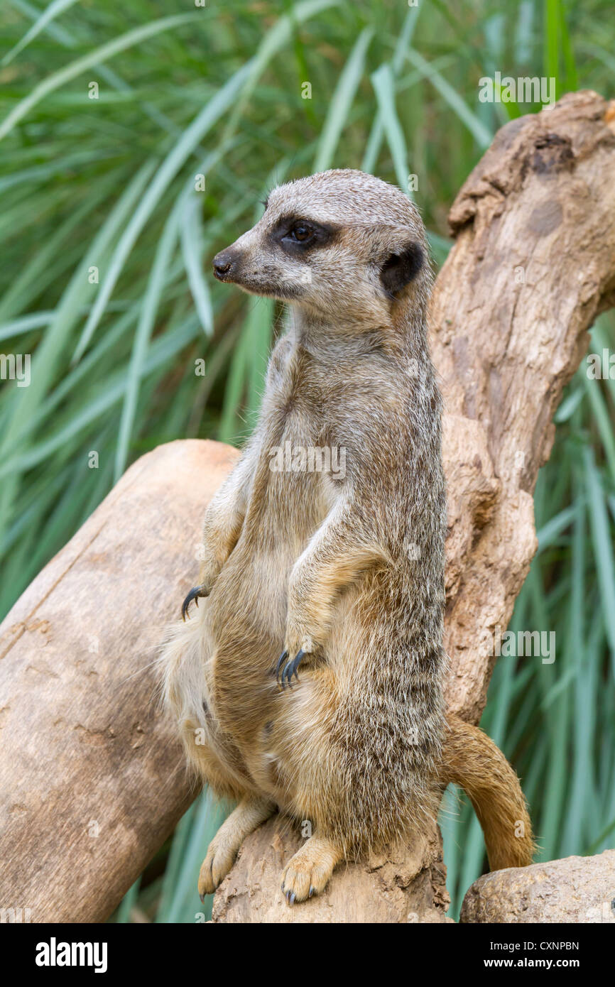 Mircat hi-res stock photography and images - Alamy