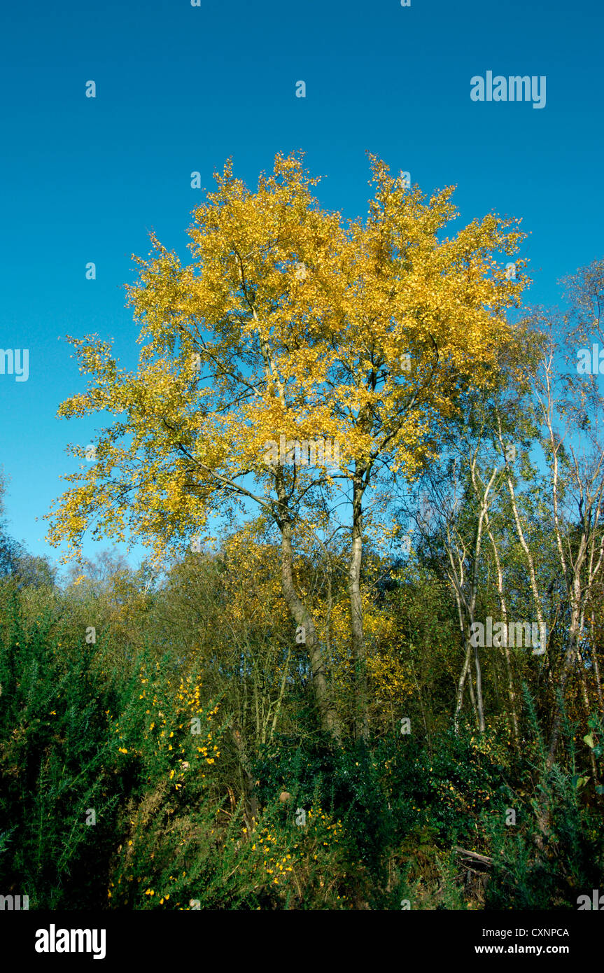 Aspen Populus tremulus Salicaceae Stock Photo - Alamy