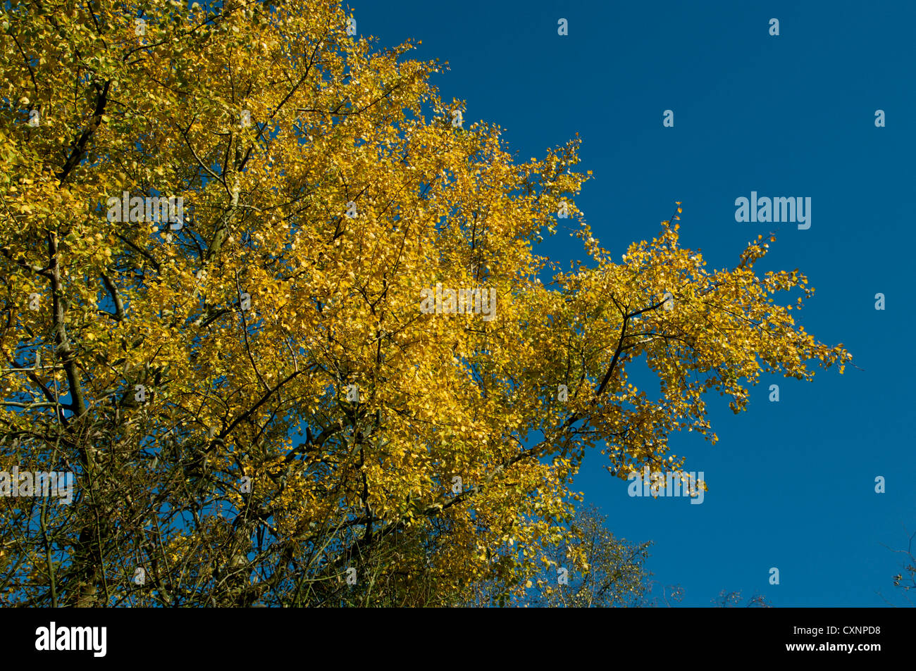 Aspen Populus tremulus Salicaceae Stock Photo - Alamy