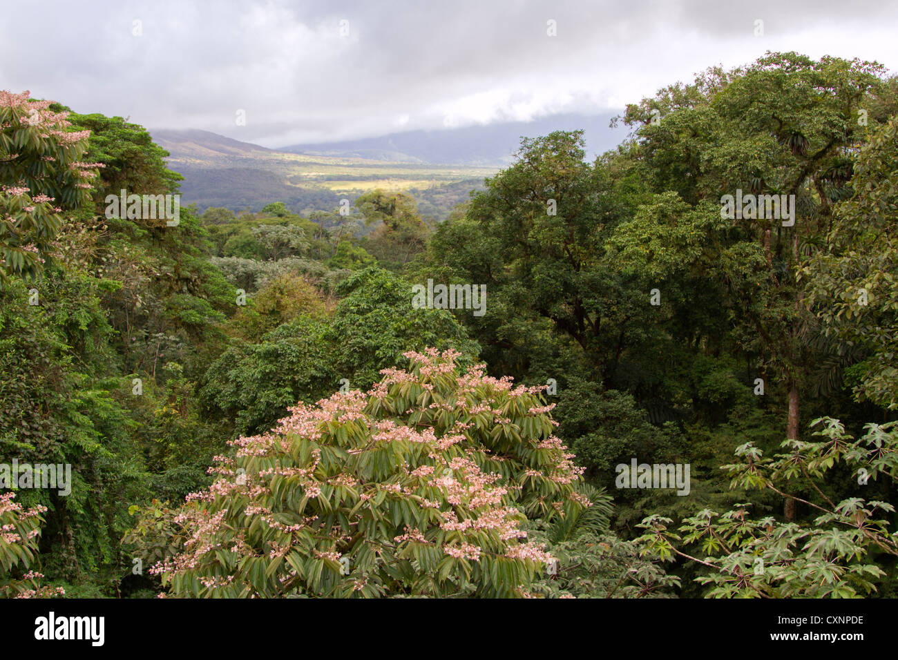Arenal rainforest hi-res stock photography and images - Alamy