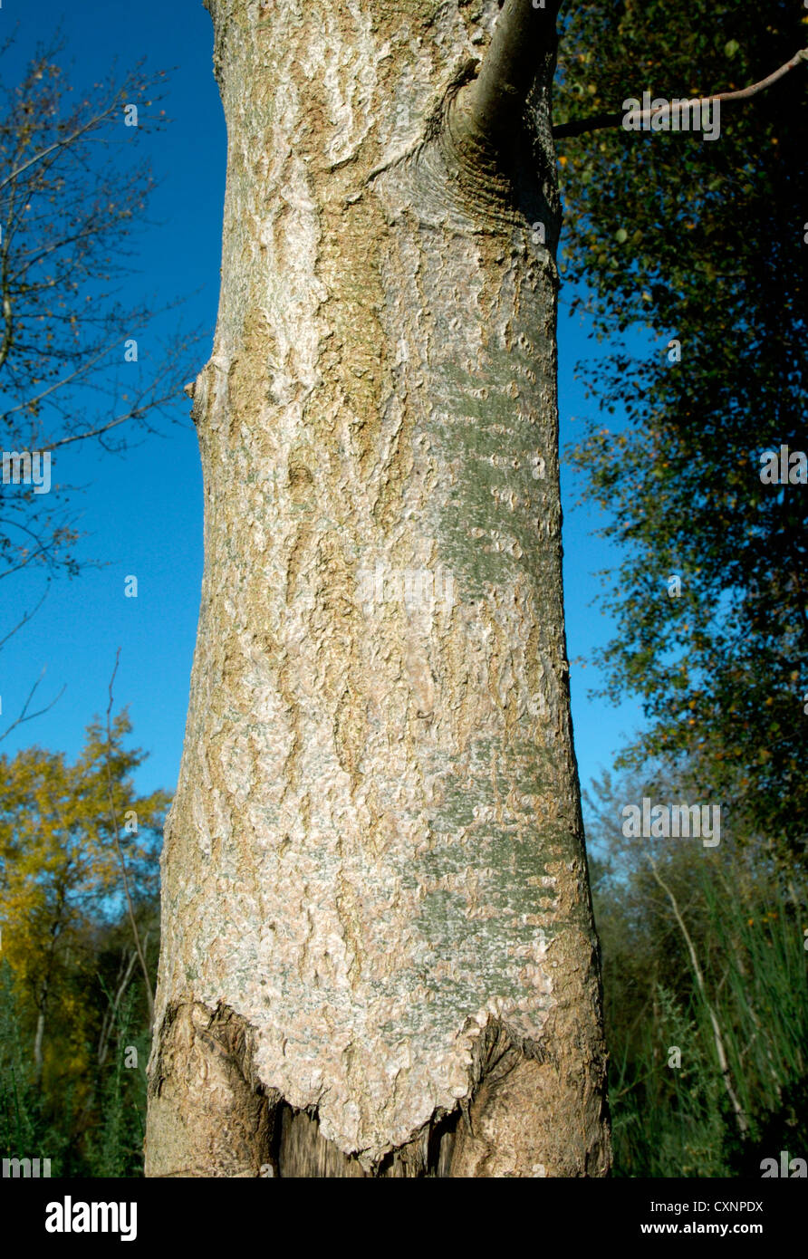 Aspen Populus tremulus Salicaceae Stock Photo - Alamy