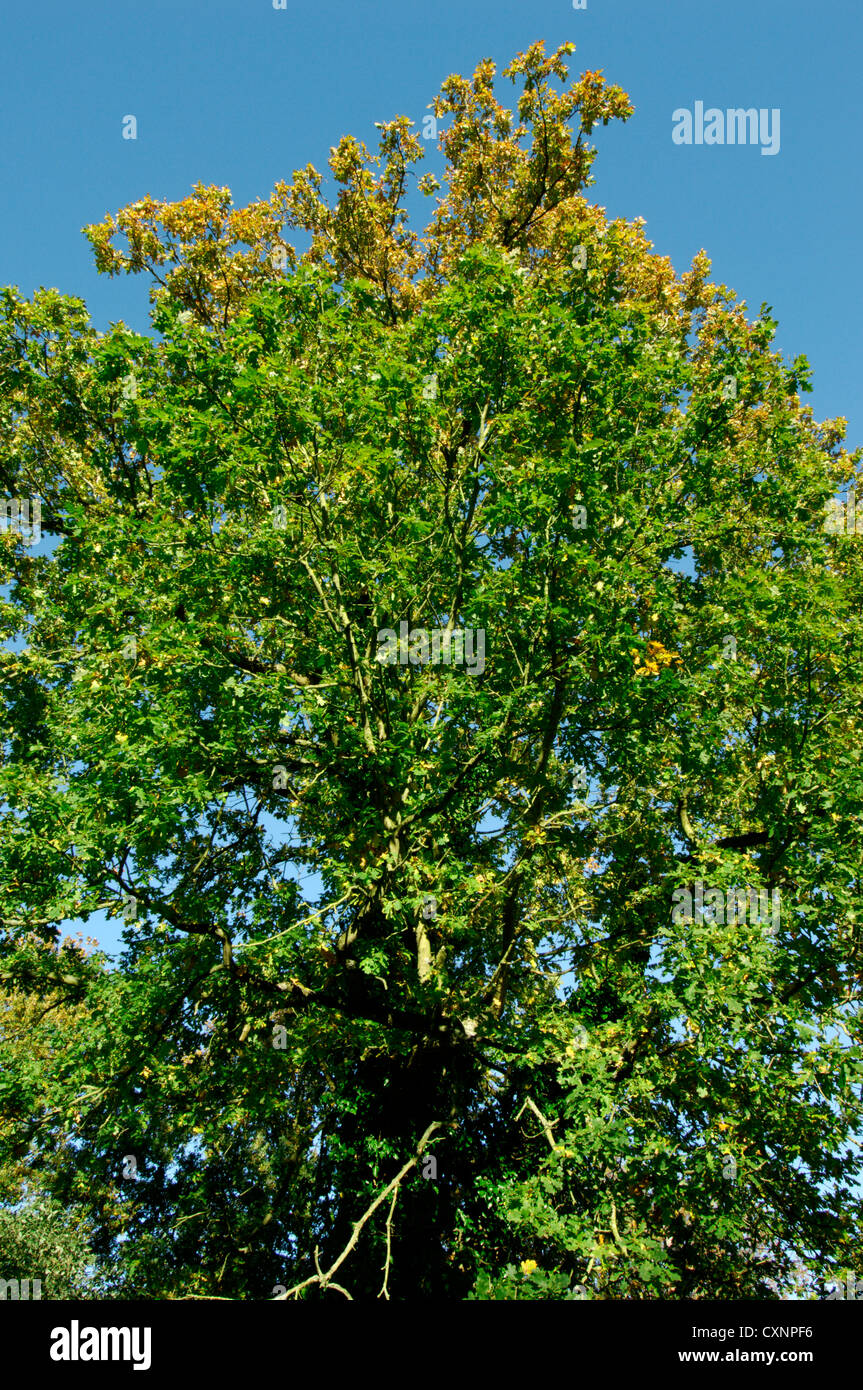 Spreading oak tree with sun hi-res stock photography and images - Alamy