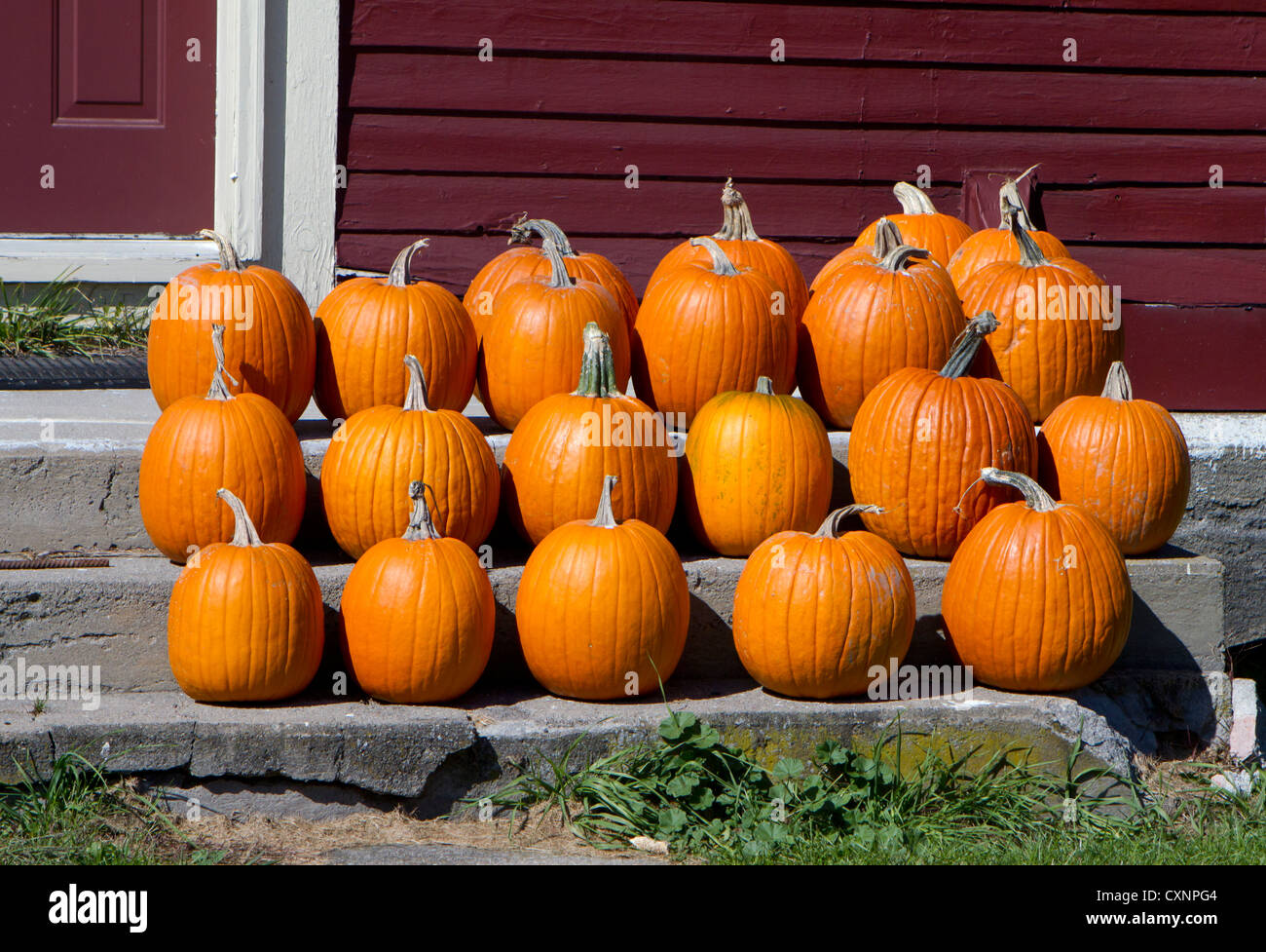 Three rows of perfectly shaped pumpkins on the back porch steps Stock ...