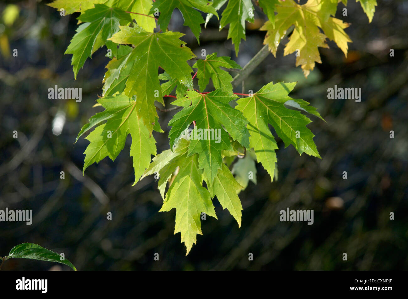 Silver maple trees hi-res stock photography and images - Alamy