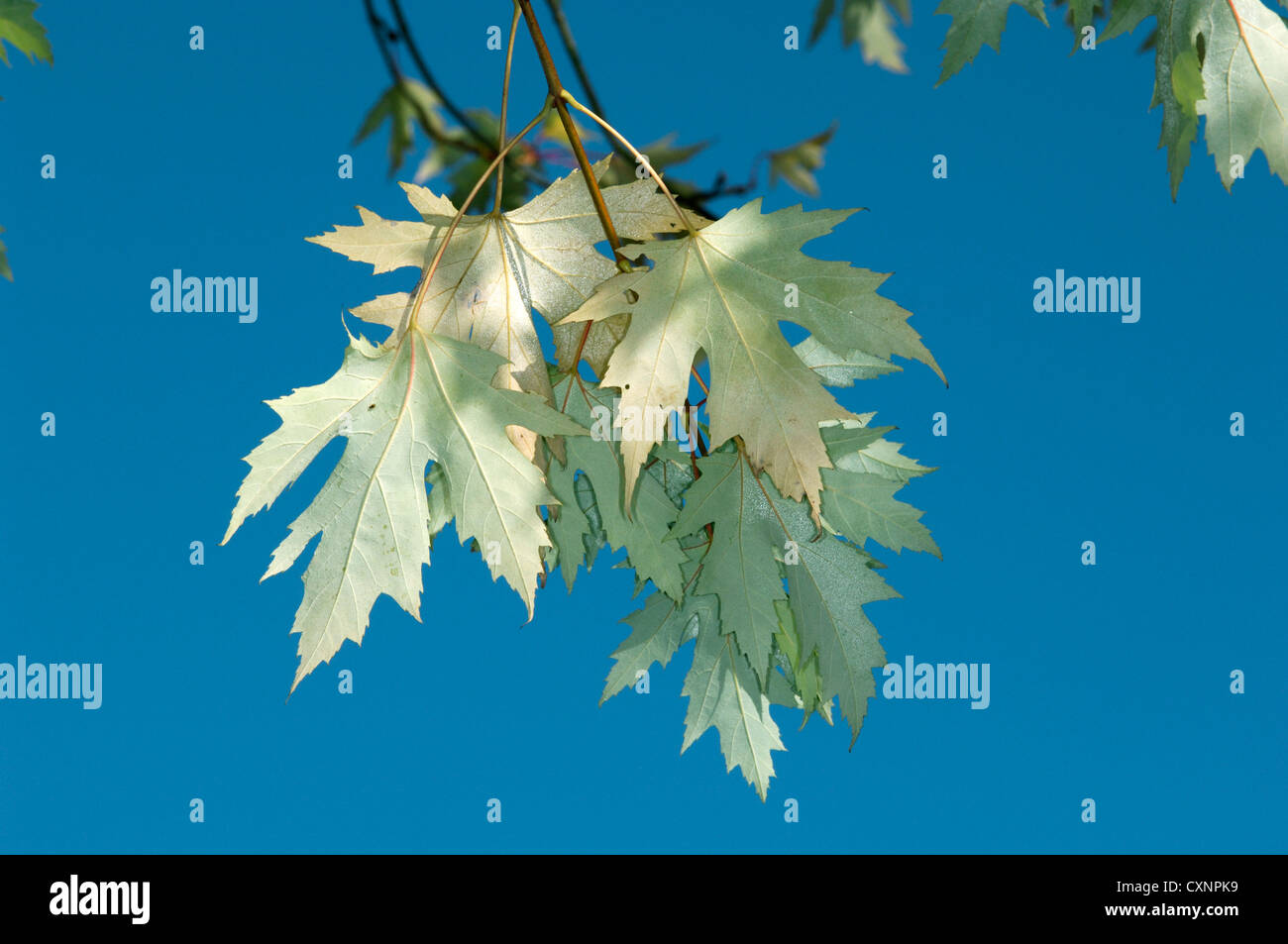 Silver Maple Acer saccharinum (Aceraceae Stock Photo - Alamy