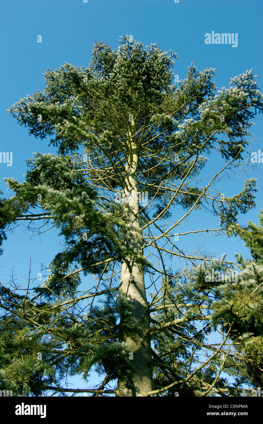 Colorado fir abies concolor hi-res stock photography and images - Alamy
