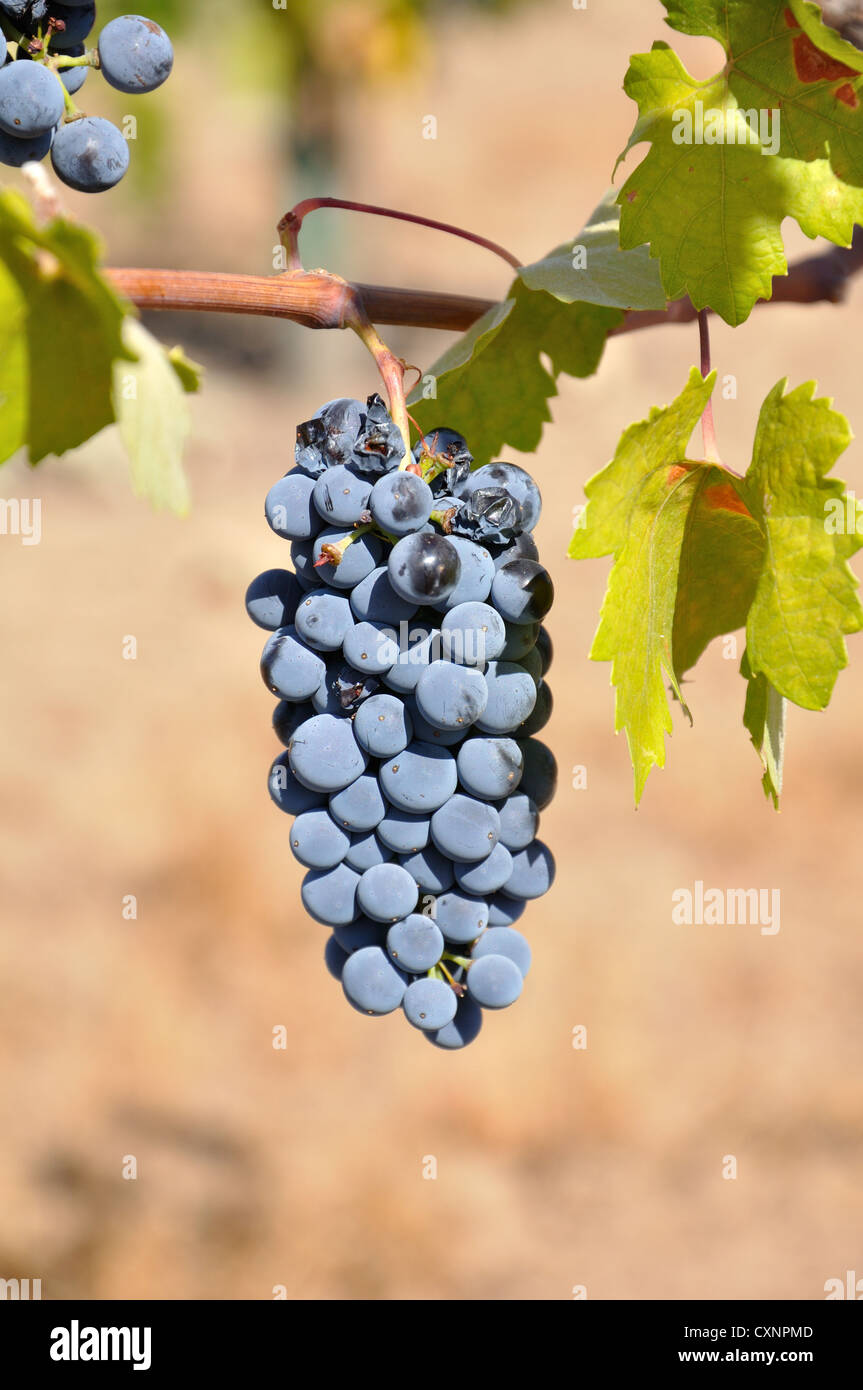 Zinfandel grape harvest, Ghirardelli Vineyard, September 2012. A bunch ...