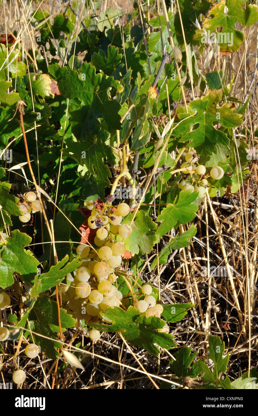 Zinfandel grape harvest, Ghirardelli Vineyard, September 2012. A bunch ...