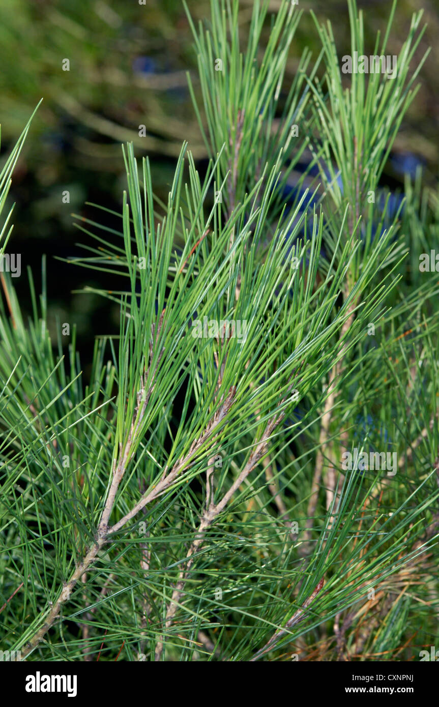 Aleppo Pine Pinus halepensis (Pinaceae Stock Photo - Alamy