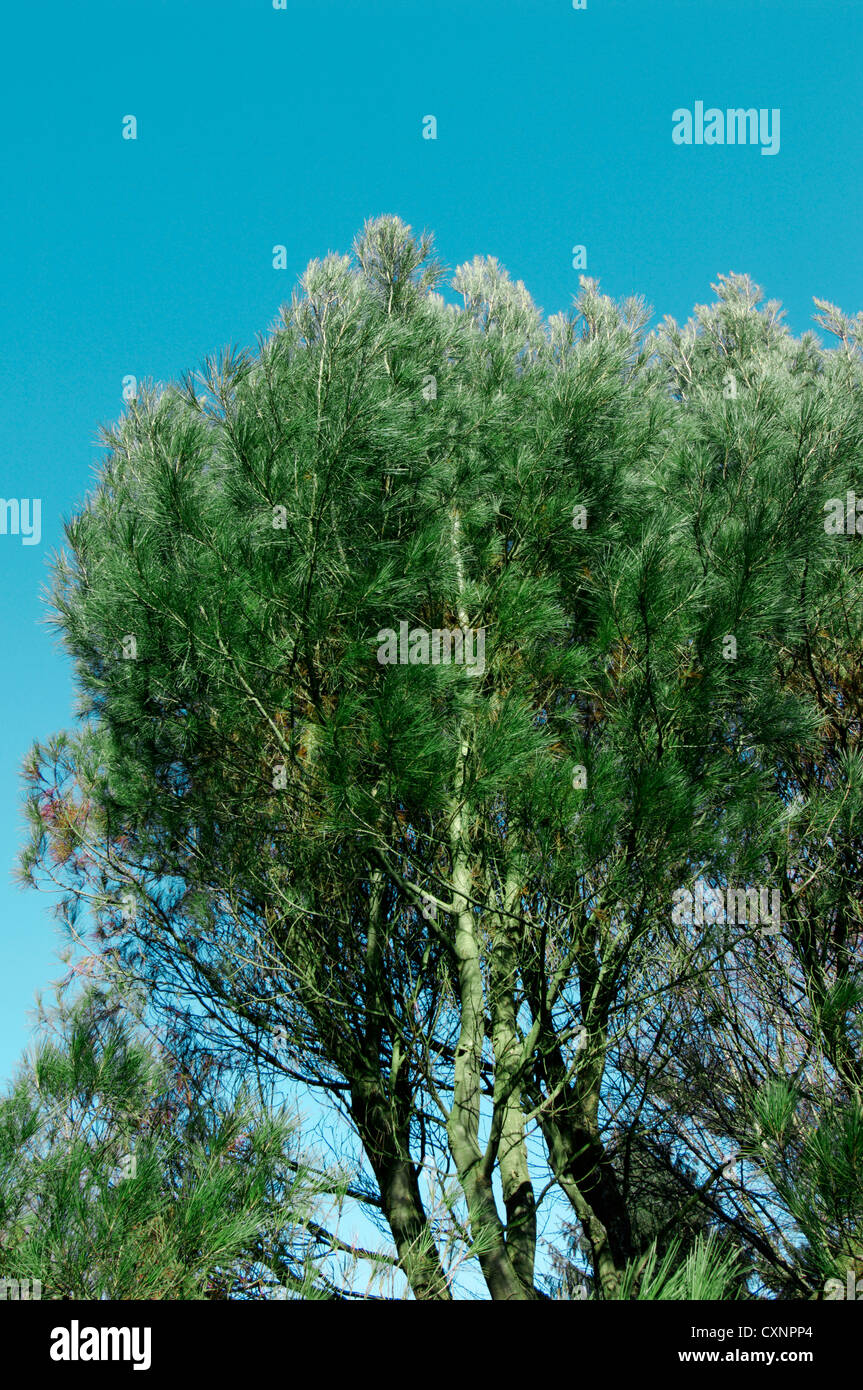 Aleppo Pine Pinus halepensis (Pinaceae Stock Photo - Alamy