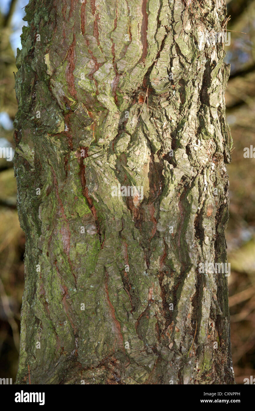 Aleppo pine bark pinus halepensis hi-res stock photography and images ...