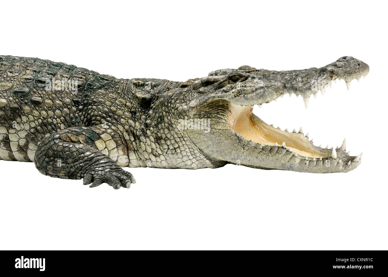 The wildlife crocodile isolated on white background Stock Photo - Alamy