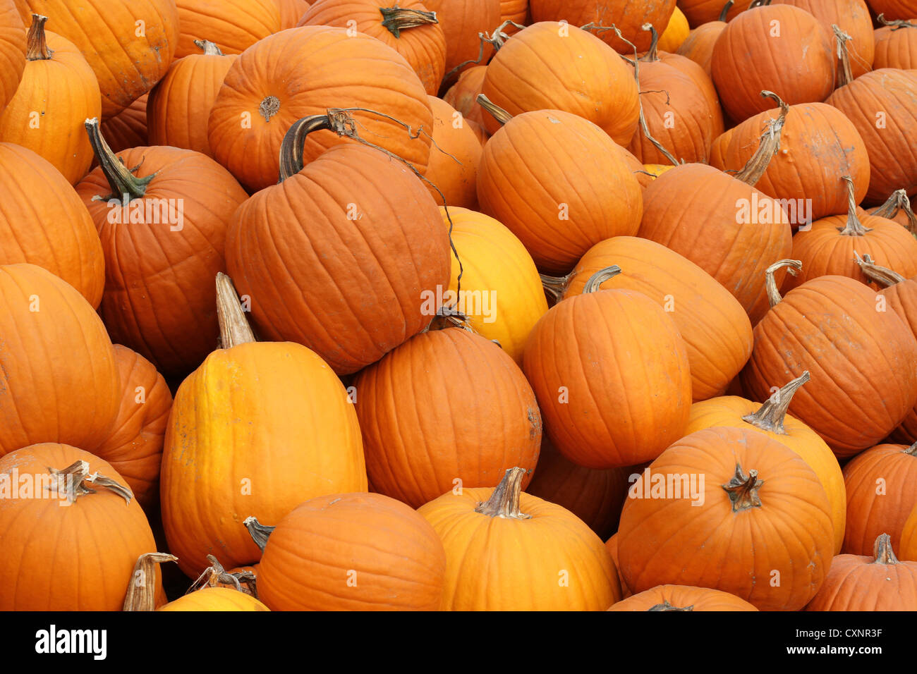A large pile of pumpkins Stock Photo - Alamy