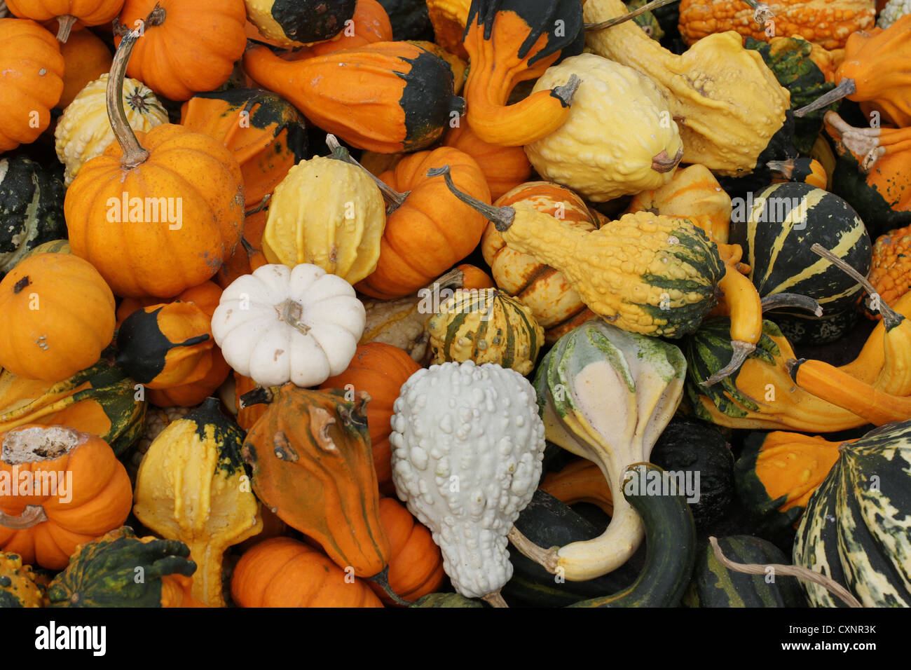 Types Of Squash High Resolution Stock Photography and Images - Alamy