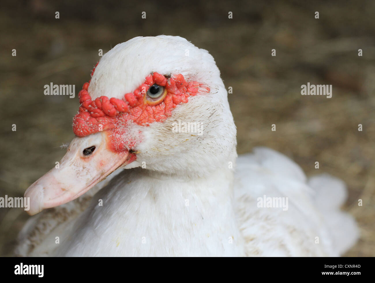 White Duck Red Face High Resolution Stock Photography and Images - Alamy