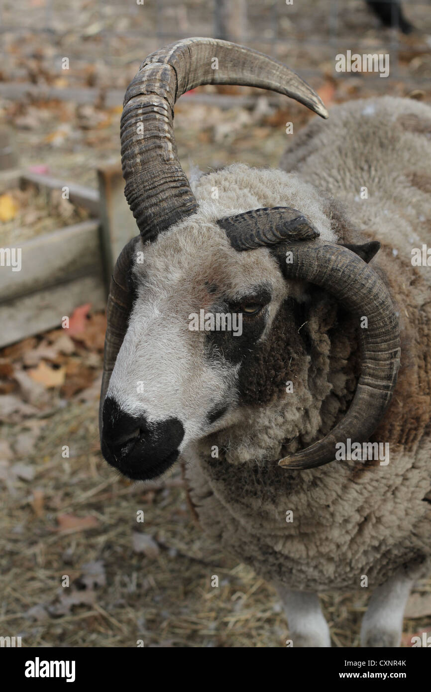 Multiple horns hi-res stock photography and images - Alamy