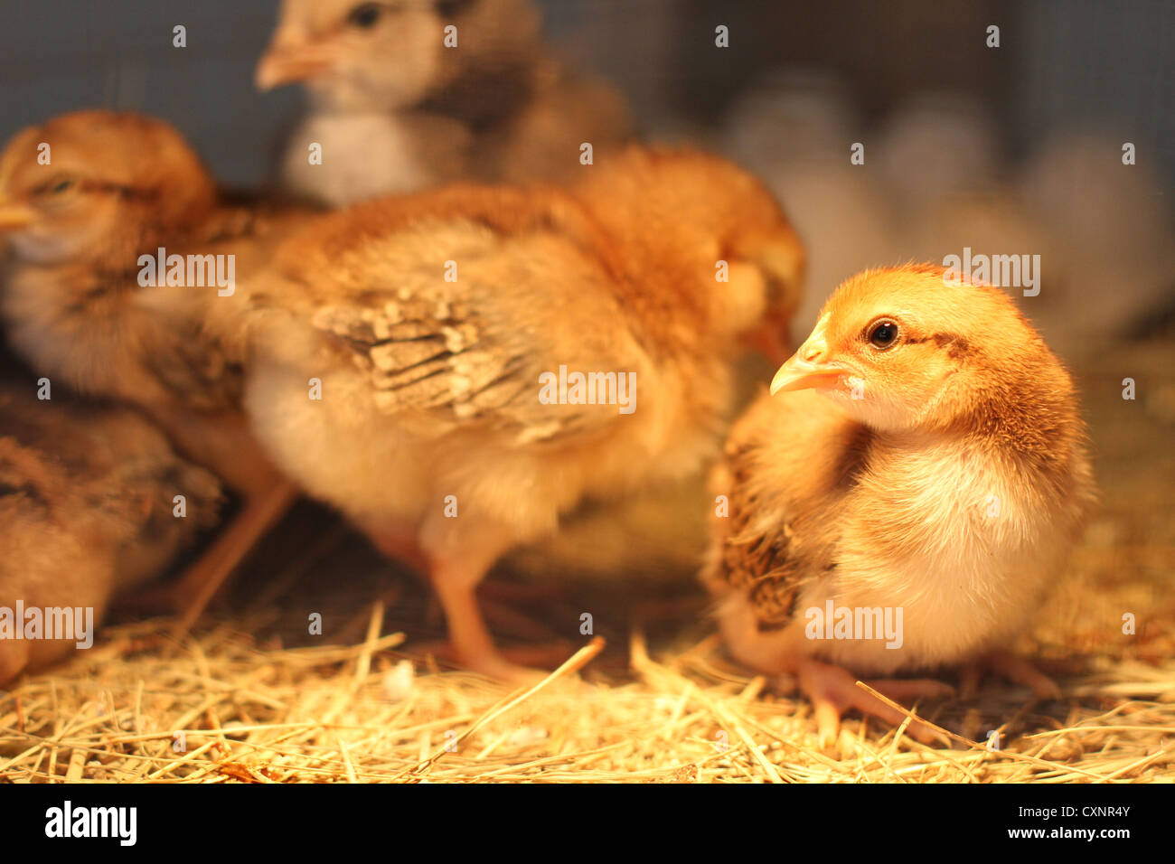 A close up of a group of baby chicks Stock Photo - Alamy