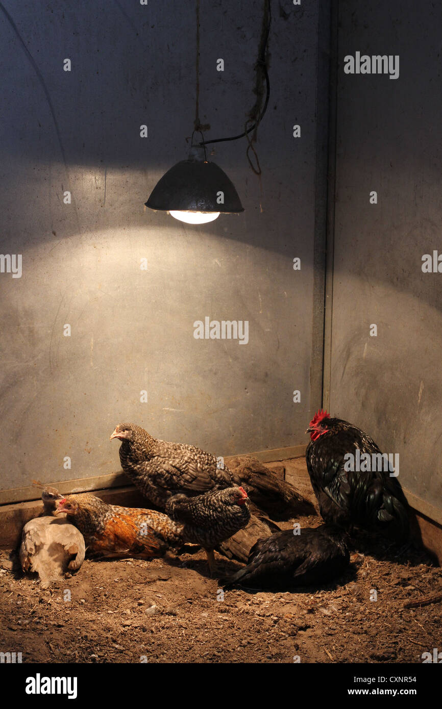 A group of chickens huddled together in the corner of a coop Stock ...