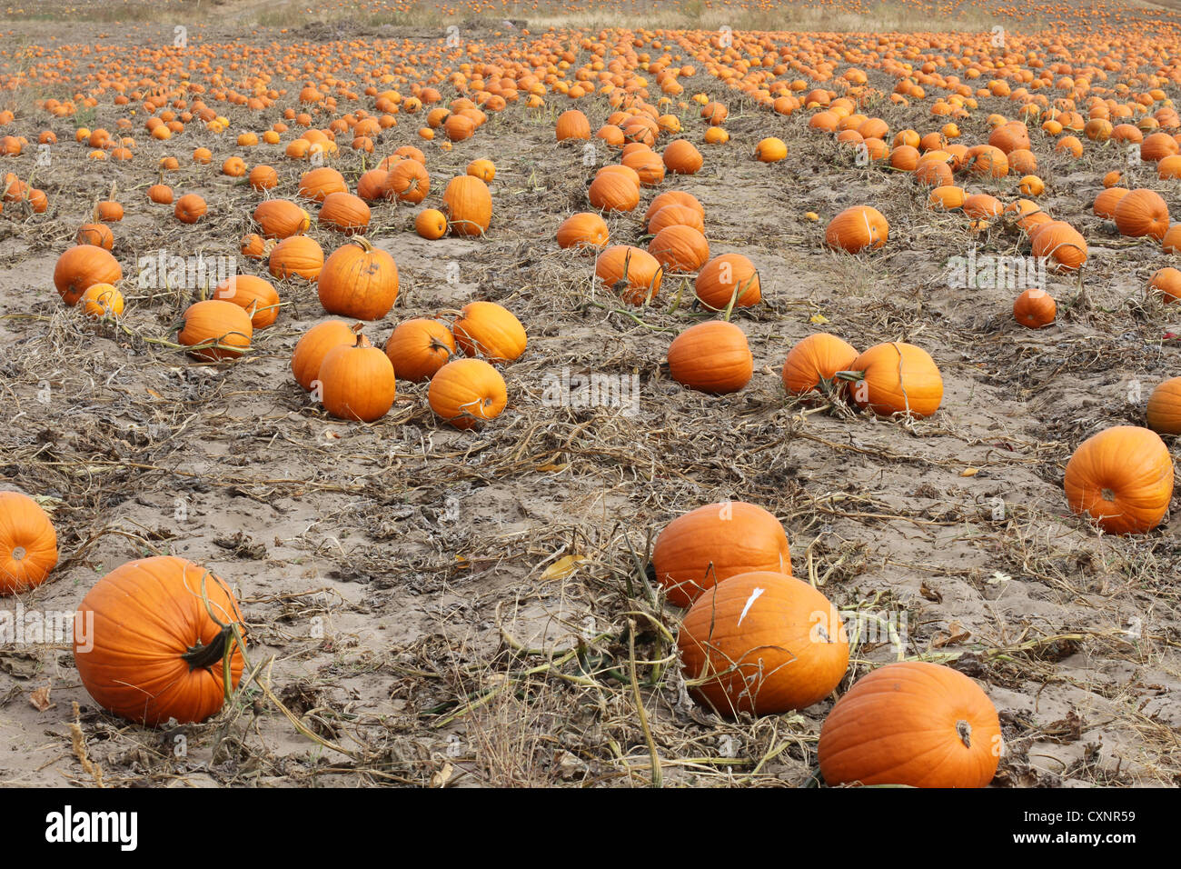 Big patch hi-res stock photography and images - Alamy