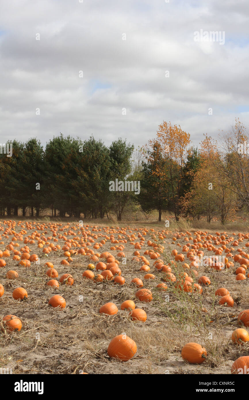 Big patch hi-res stock photography and images - Alamy