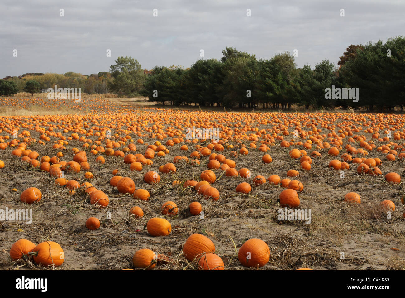 Big patch hi-res stock photography and images - Alamy