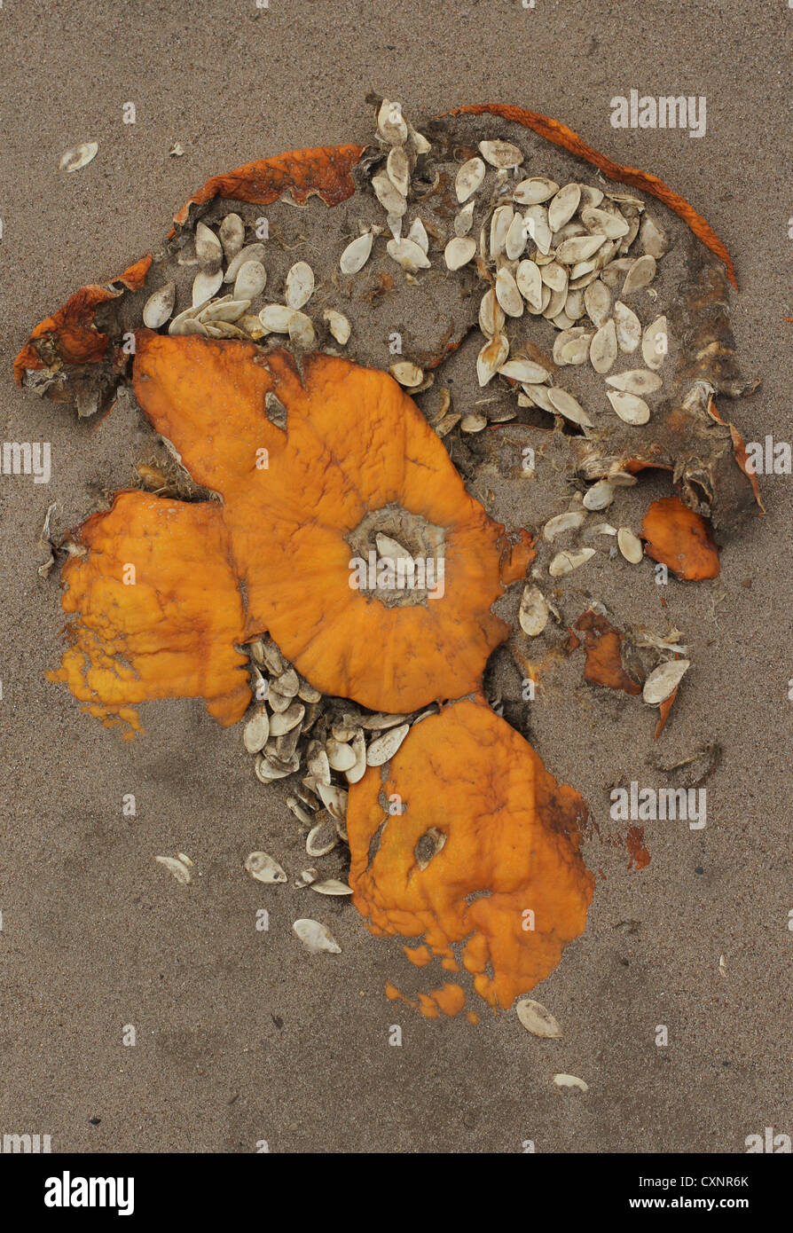 A pumpkin smashed into the ground Stock Photo - Alamy