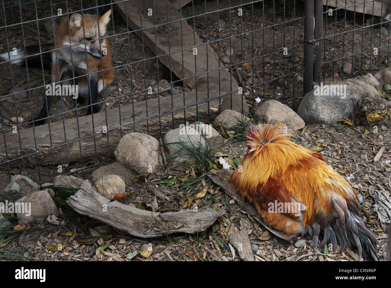 Chicken and fox hi-res stock photography and images - Alamy